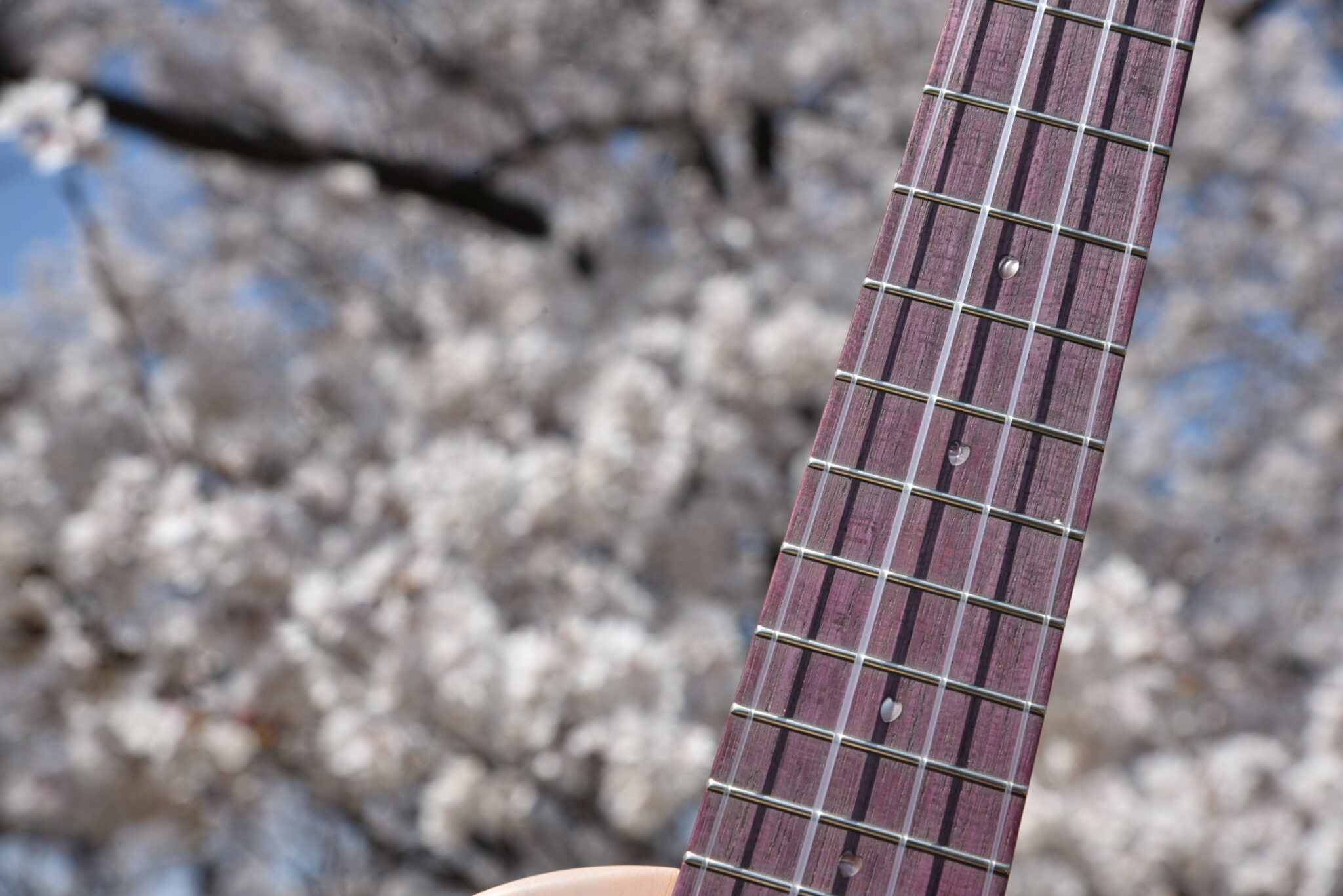 Deviser Special Showcase Event – The new Sakura Ukulele brand will be officially launching ...